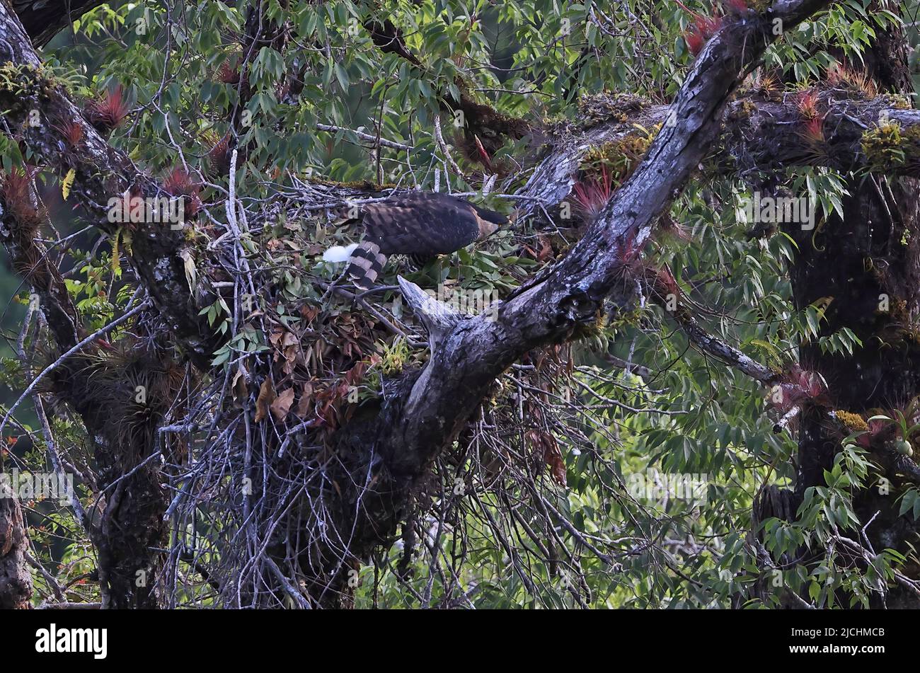 Ornate Hawk-eagle (Spizaetus ornatus vicarius) adult standing on nest ...