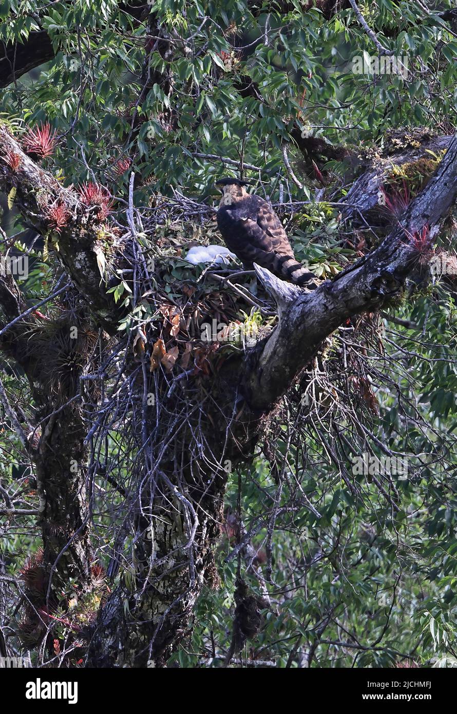 Ornate Hawk-eagle (Spizaetus ornatus vicarius) adult standing on nest ...