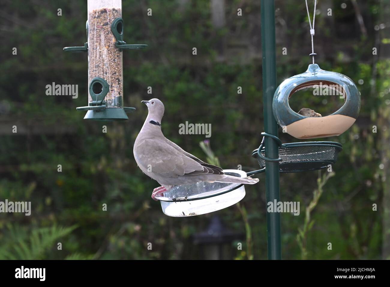 A collared dove on a bird feeder Stock Photo - Alamy