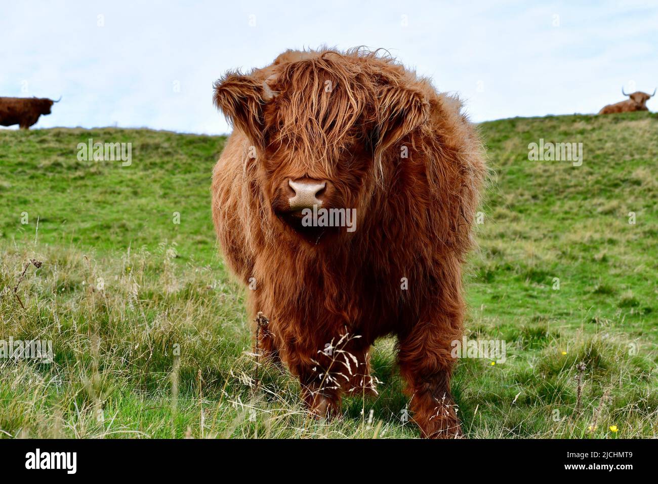 highland cows in scotland (edinburgh Stock Photo - Alamy