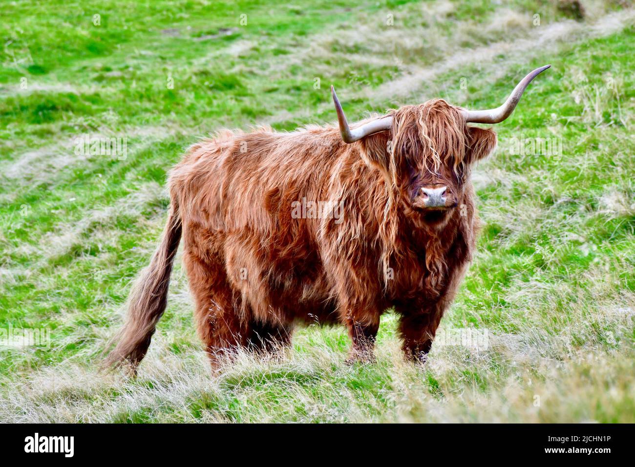 highland cows in scotland (edinburgh Stock Photo - Alamy