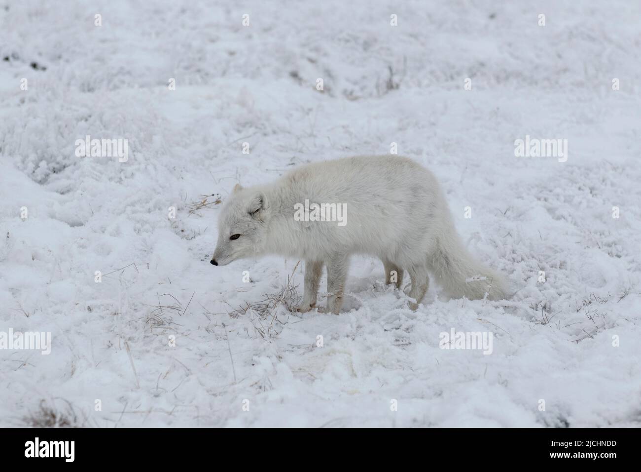 Wild arctic fox (Vulpes Lagopus) in tundra in winter time. White arctic fox Stock Photo - Alamy