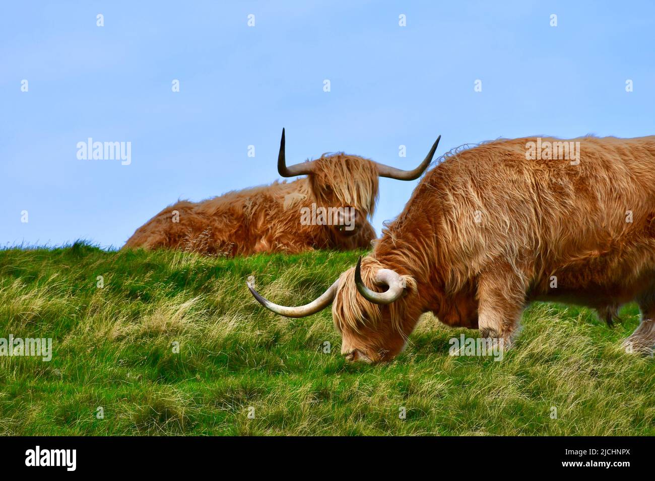 Highland cows edinburgh hi-res stock photography and images - Alamy