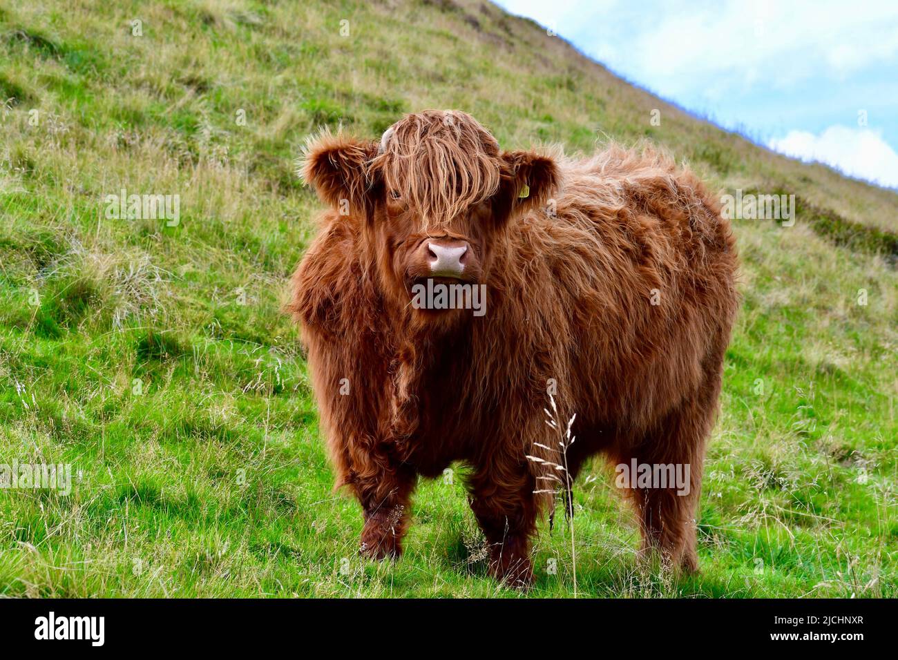 highland cows in scotland (edinburgh Stock Photo - Alamy
