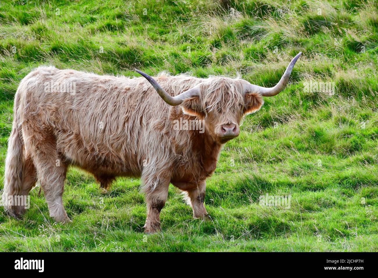 highland cows in scotland (edinburgh Stock Photo - Alamy
