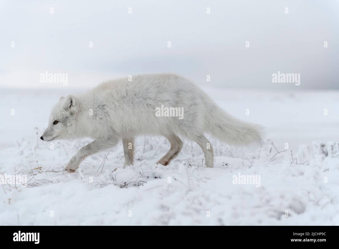 Wild arctic fox (Vulpes Lagopus) in tundra in winter time. White arctic ...