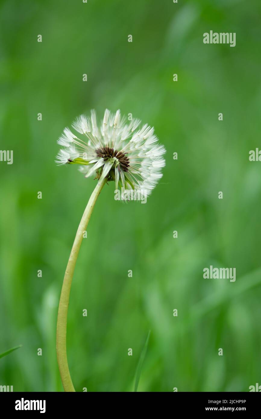 A single dandelion with green background Stock Photo - Alamy