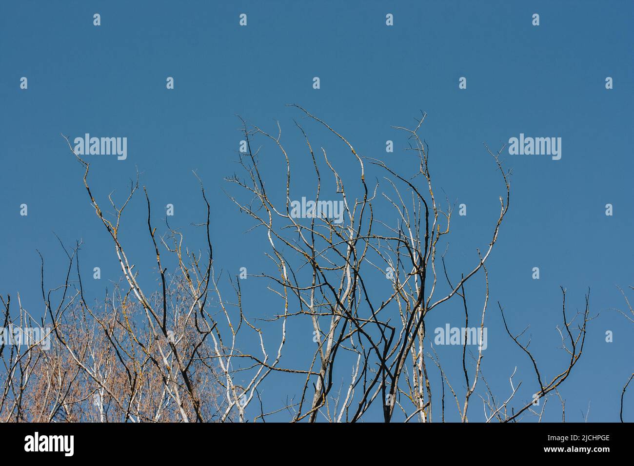 Withered tree hi-res stock photography and images - Alamy