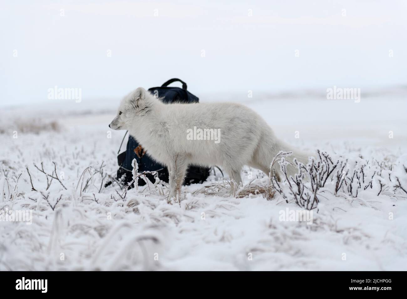 Wild arctic fox and backpack in tundra. Arctic fox standing Stock Photo ...