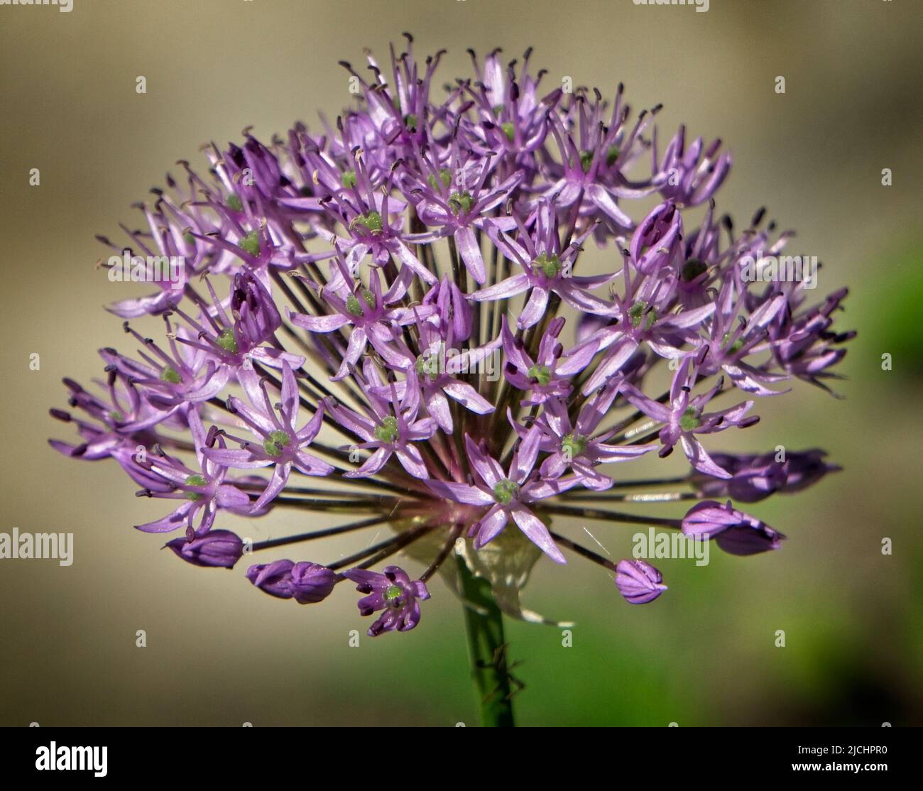Riley park calgary hi-res stock photography and images - Alamy