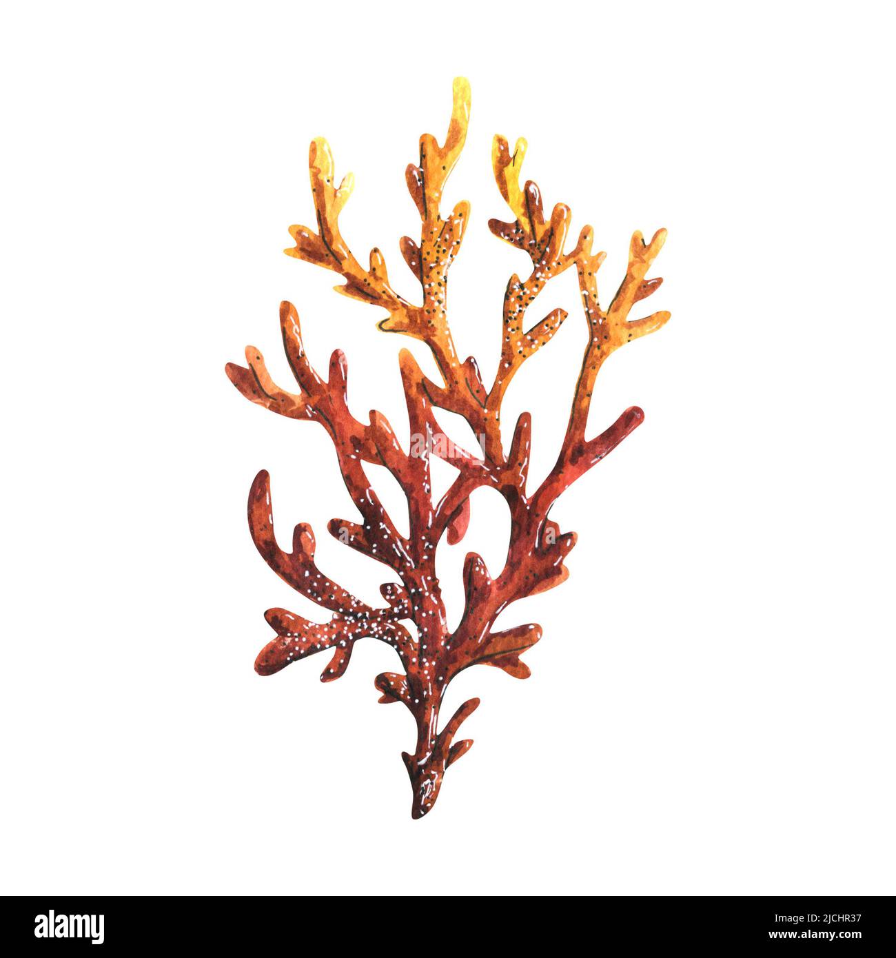 Watercolor illustration of a branch of red sea coral. Isolated object ...