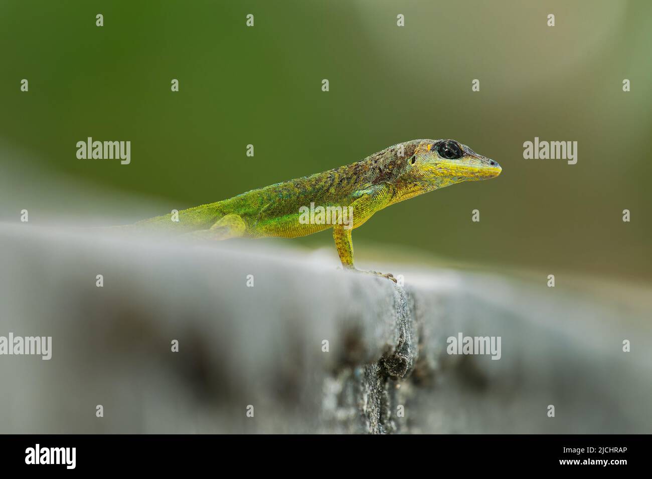 Anolis extremus - Barbados anole lizard native to Barbados, introduced ...