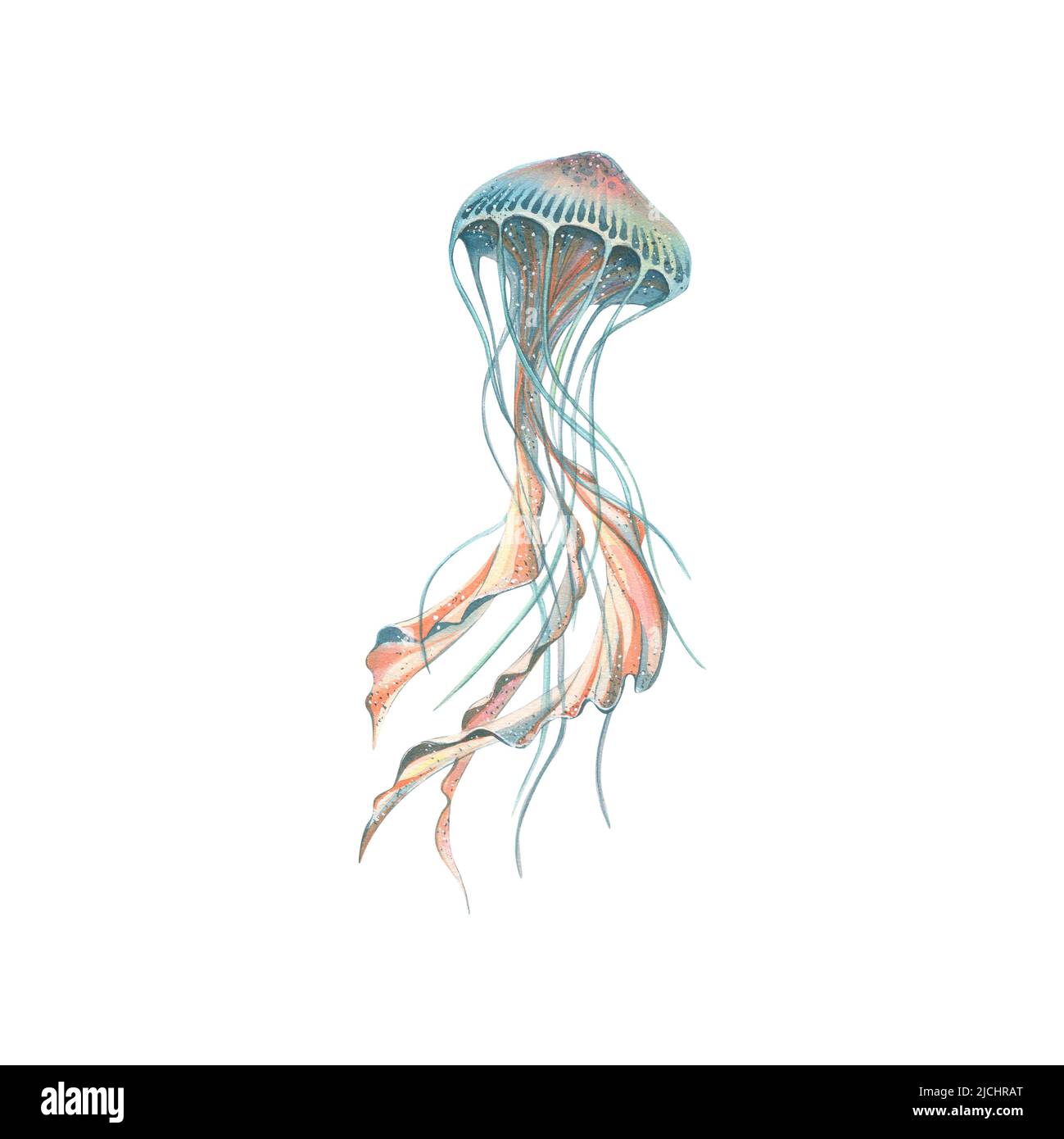 Beautiful Jellyfish Drawings