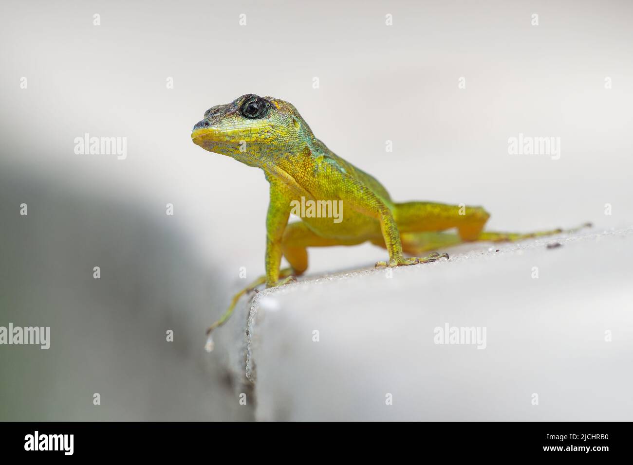 Anolis extremus - Barbados anole lizard native to Barbados, introduced ...