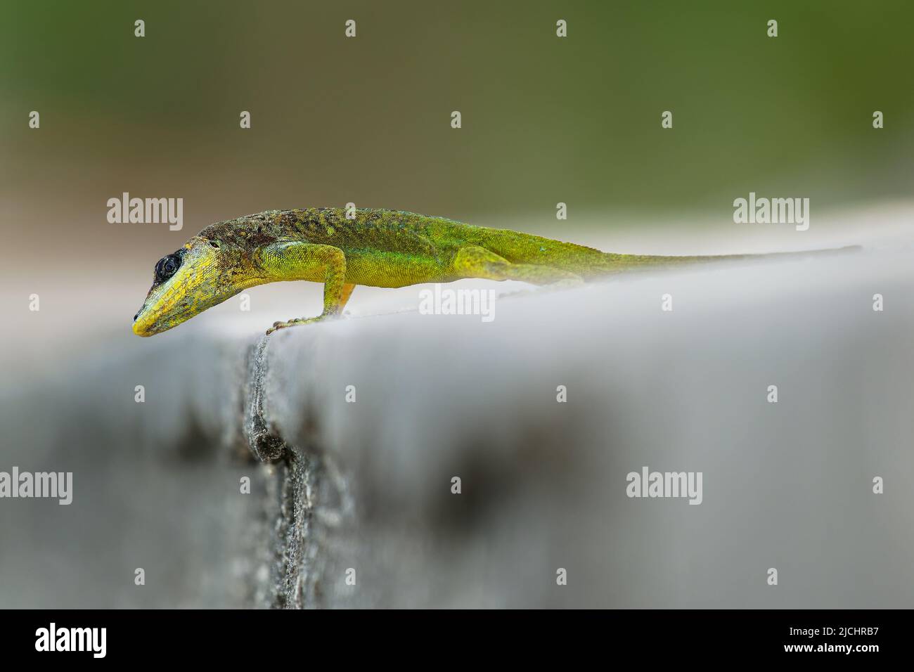 Anolis extremus - Barbados anole lizard native to Barbados, introduced ...