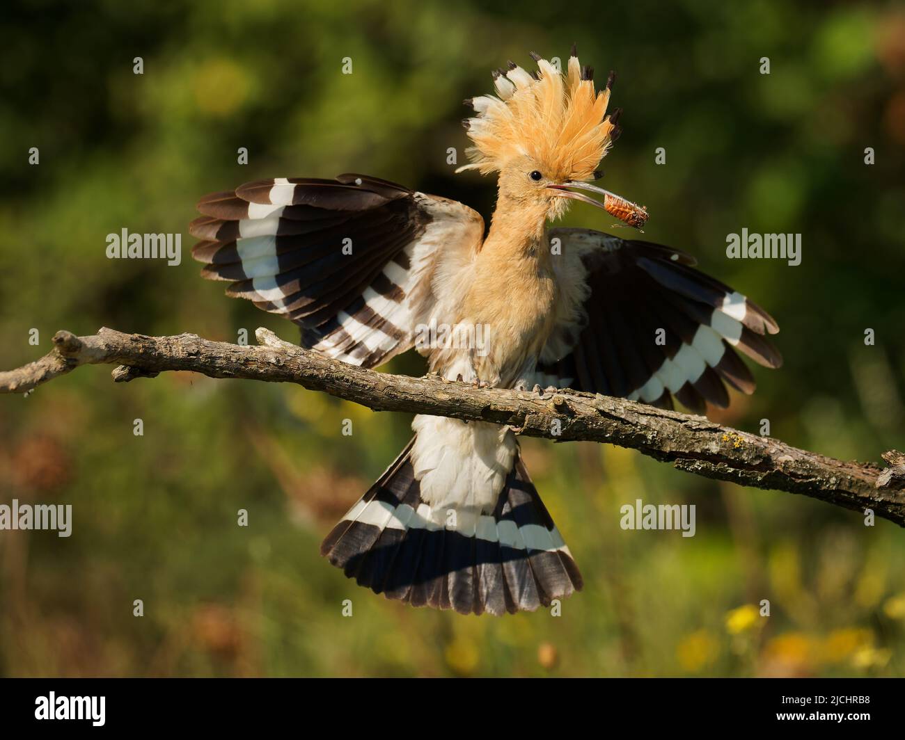 Eurasian Hoopoe (Upupa epops) feeding it's chicks captured in flight ...
