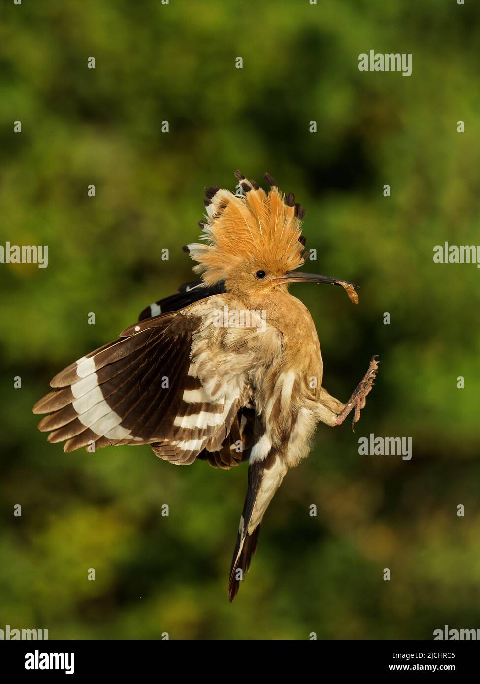 Eurasian Hoopoe (Upupa epops) feeding it's chicks captured in flight. Wide wings, typical crest ...