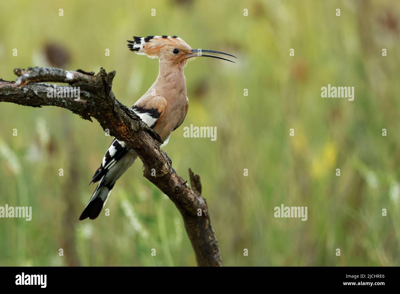 Eurasian Hoopoe (Upupa epops) feeding it's chicks captured in flight ...