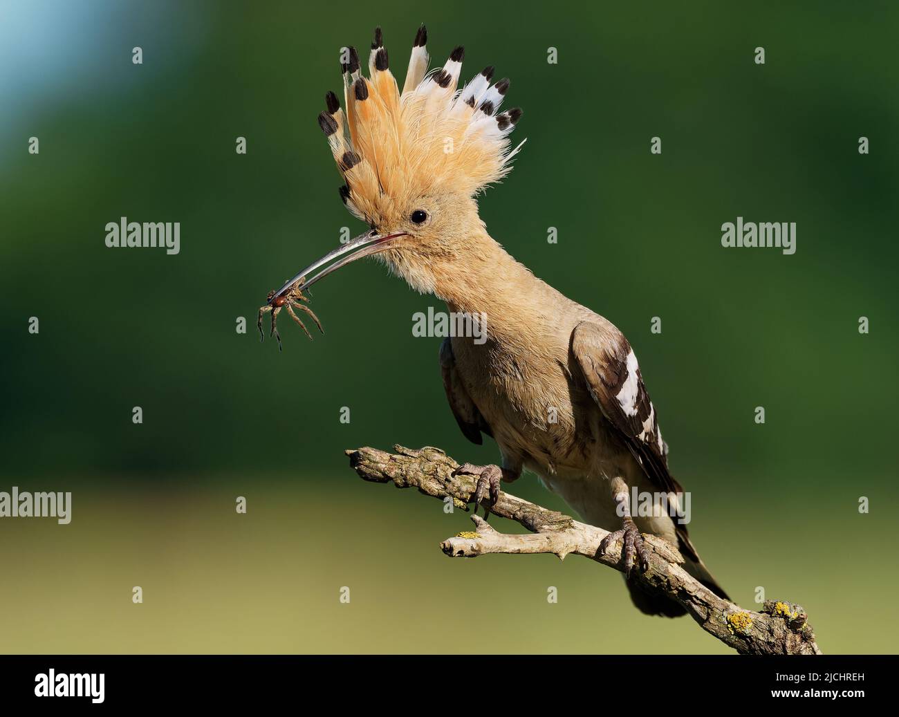 Eurasian Hoopoe (Upupa epops) feeding it's chicks captured in flight ...