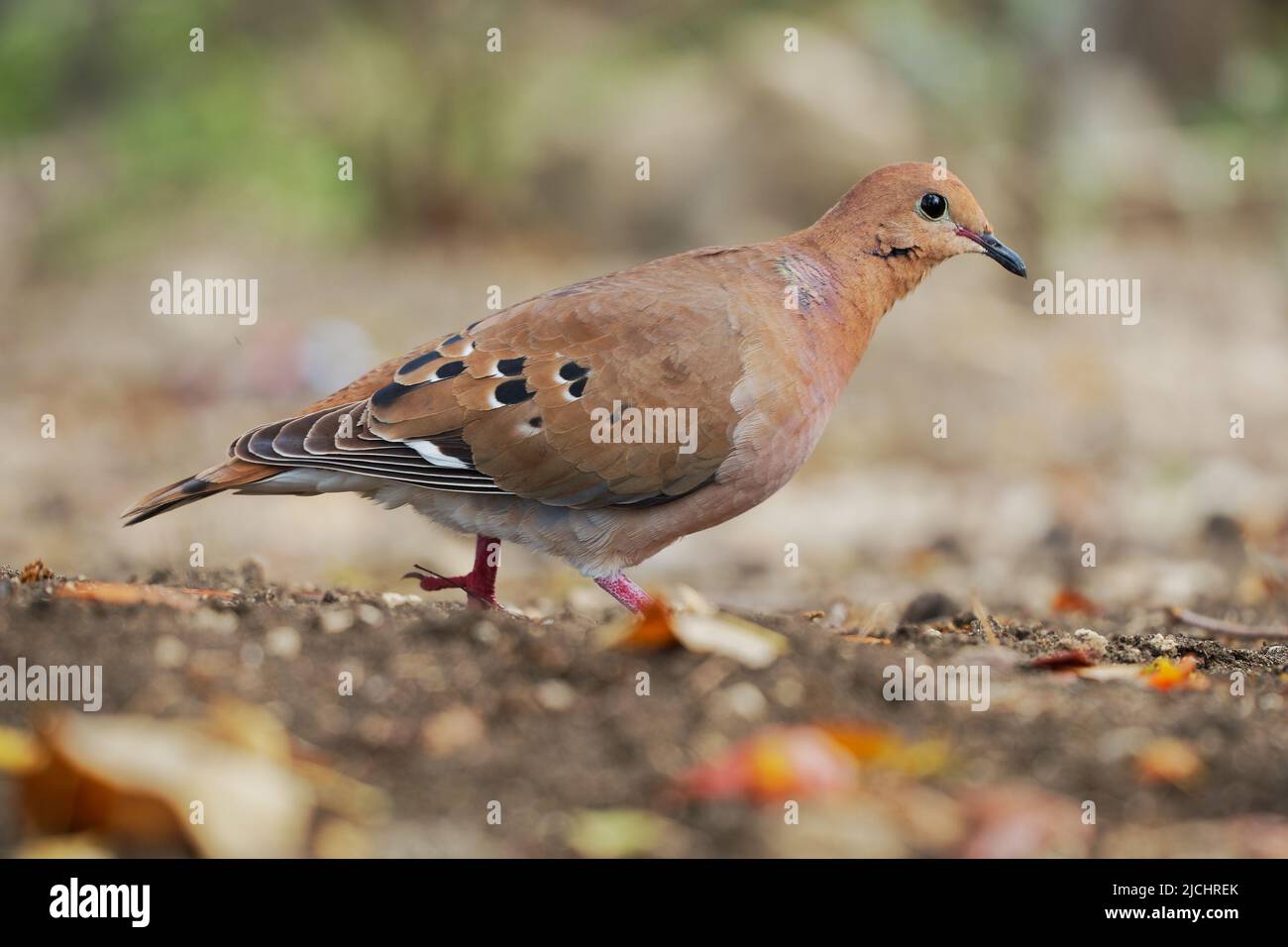 Zenaida Dove - Zenaida aurita bird in Columbidae, doves and pigeons ...