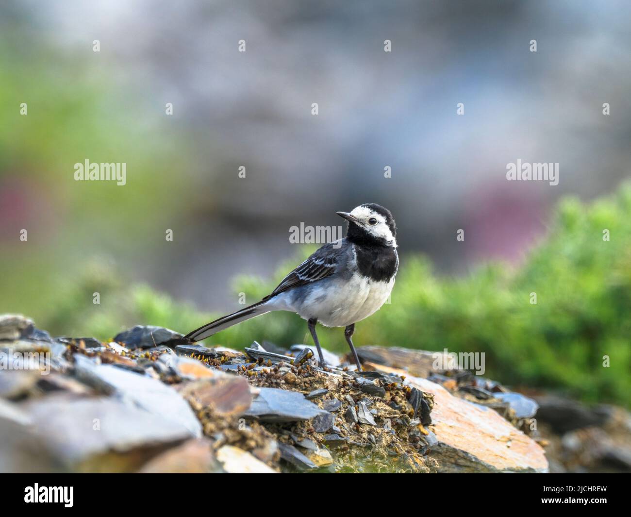 Wagtail searching rocks hi-res stock photography and images - Alamy