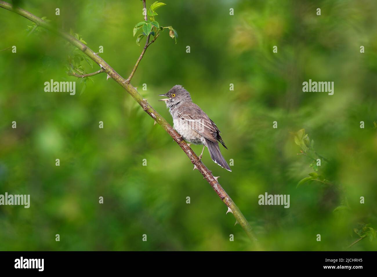 Barred Warbler - Sylvia nisoria singing birds, typical warbler, breeds ...