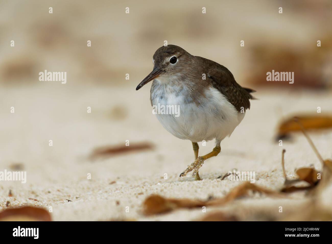 Spotted Sandpiper - Actitis macularius small shorebird, breeding ...