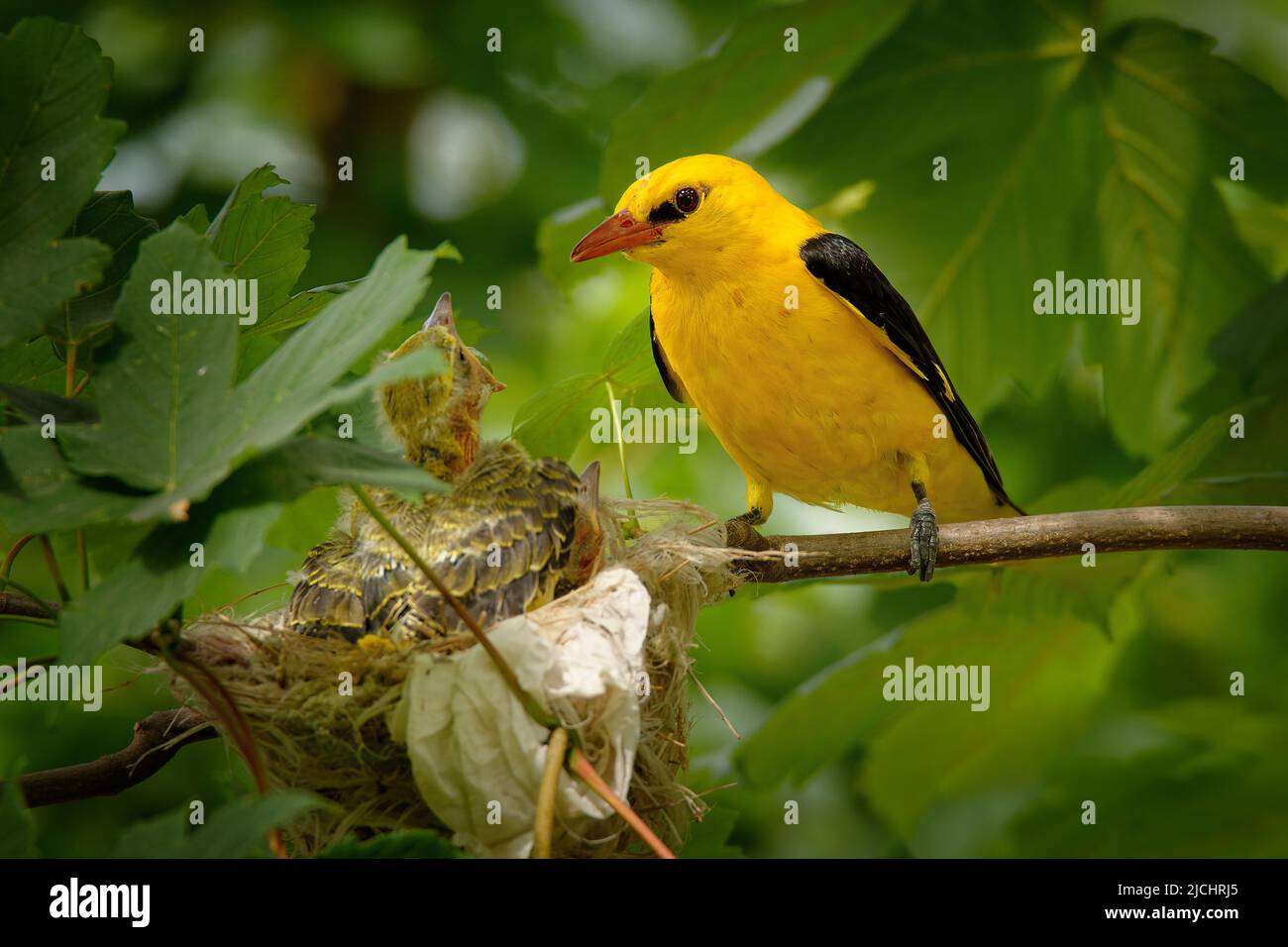Eurasian Golden Oriole (Oriolus oriolus - male) sitting near the nest ...