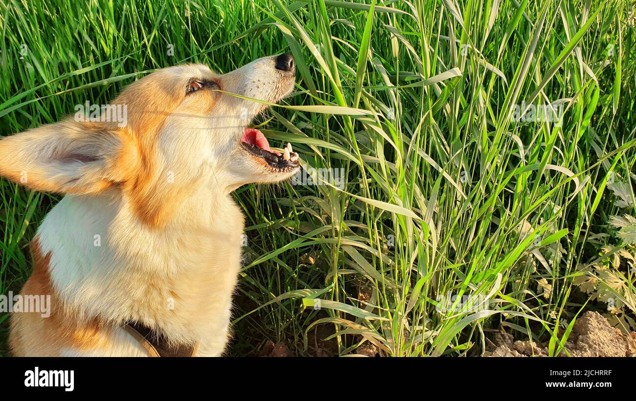 Corgi safety hi-res stock photography and images - Alamy