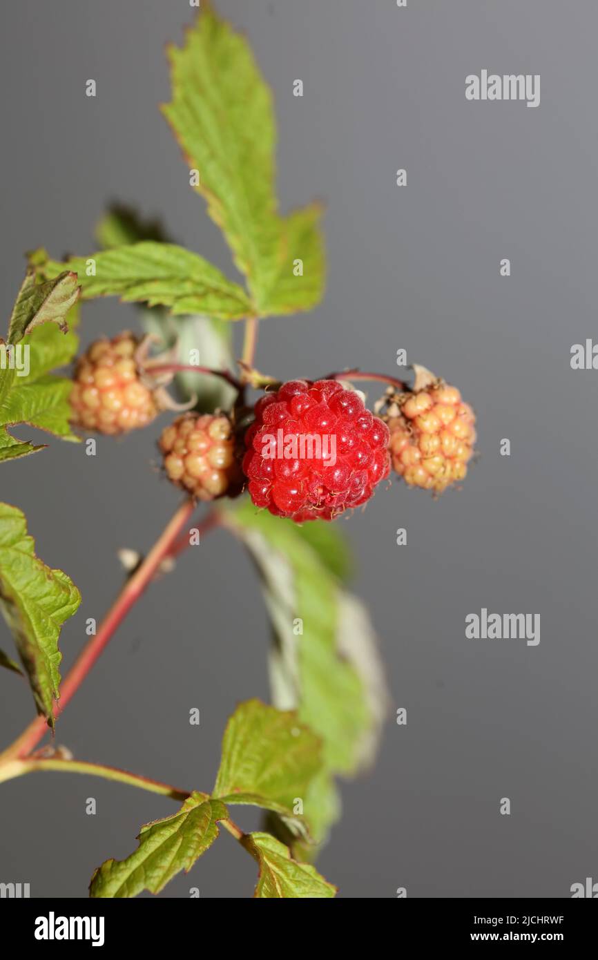 Wild red berry fruit close up modern botanical background rubus ...