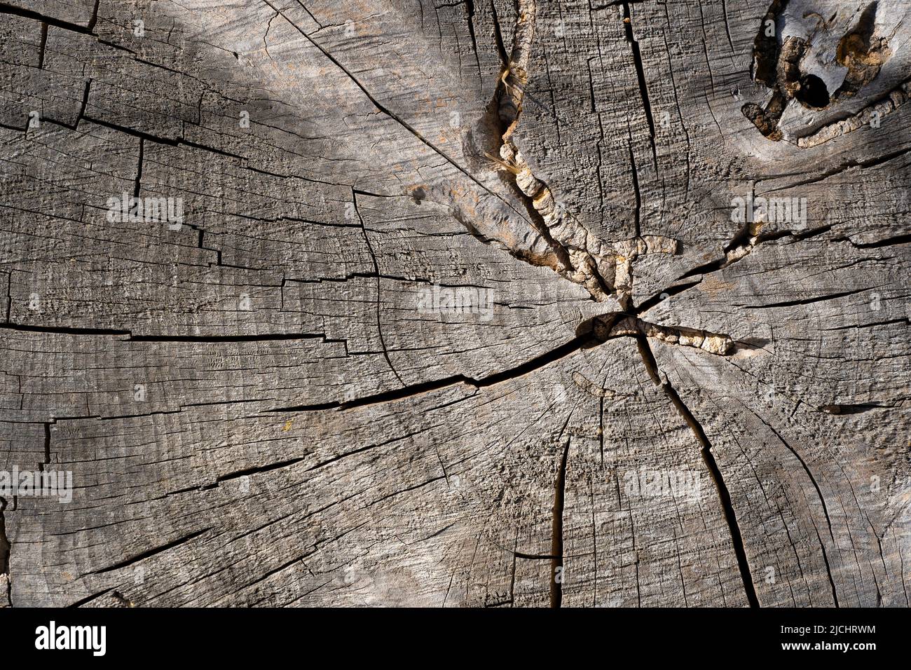 Top surface of a cut stump from a birch tree. Old wood texture ...