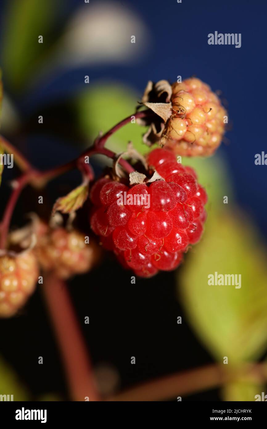 Wild red berry fruit close up modern botanical background rubus ...