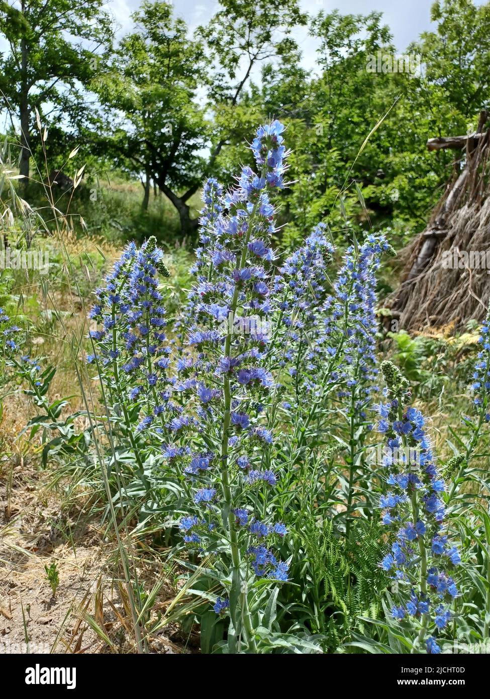 Background with floral pattern. Blue wild flowers, trees in the ...