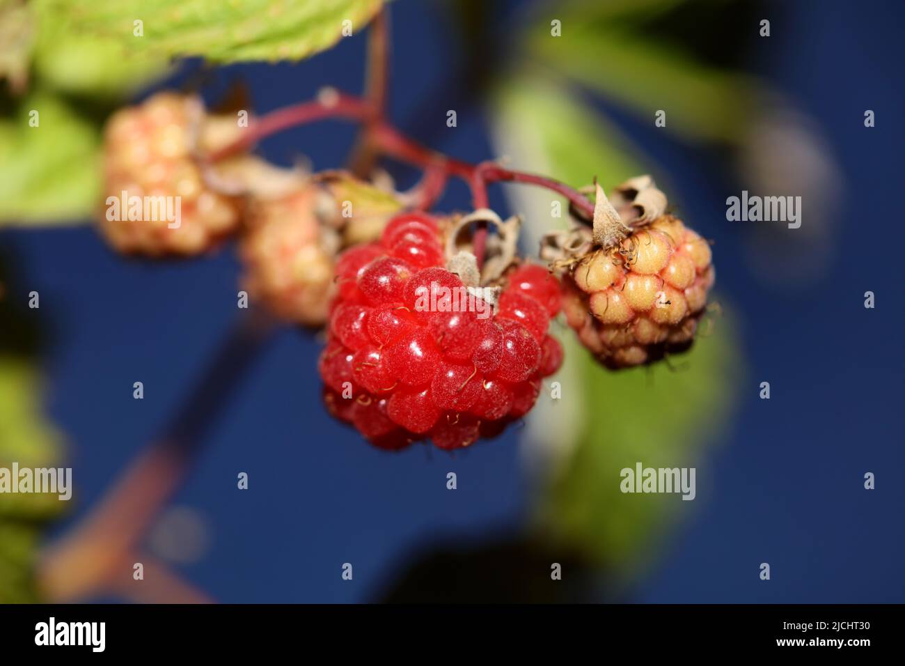 Wild red berry fruit close up modern botanical background rubus ...