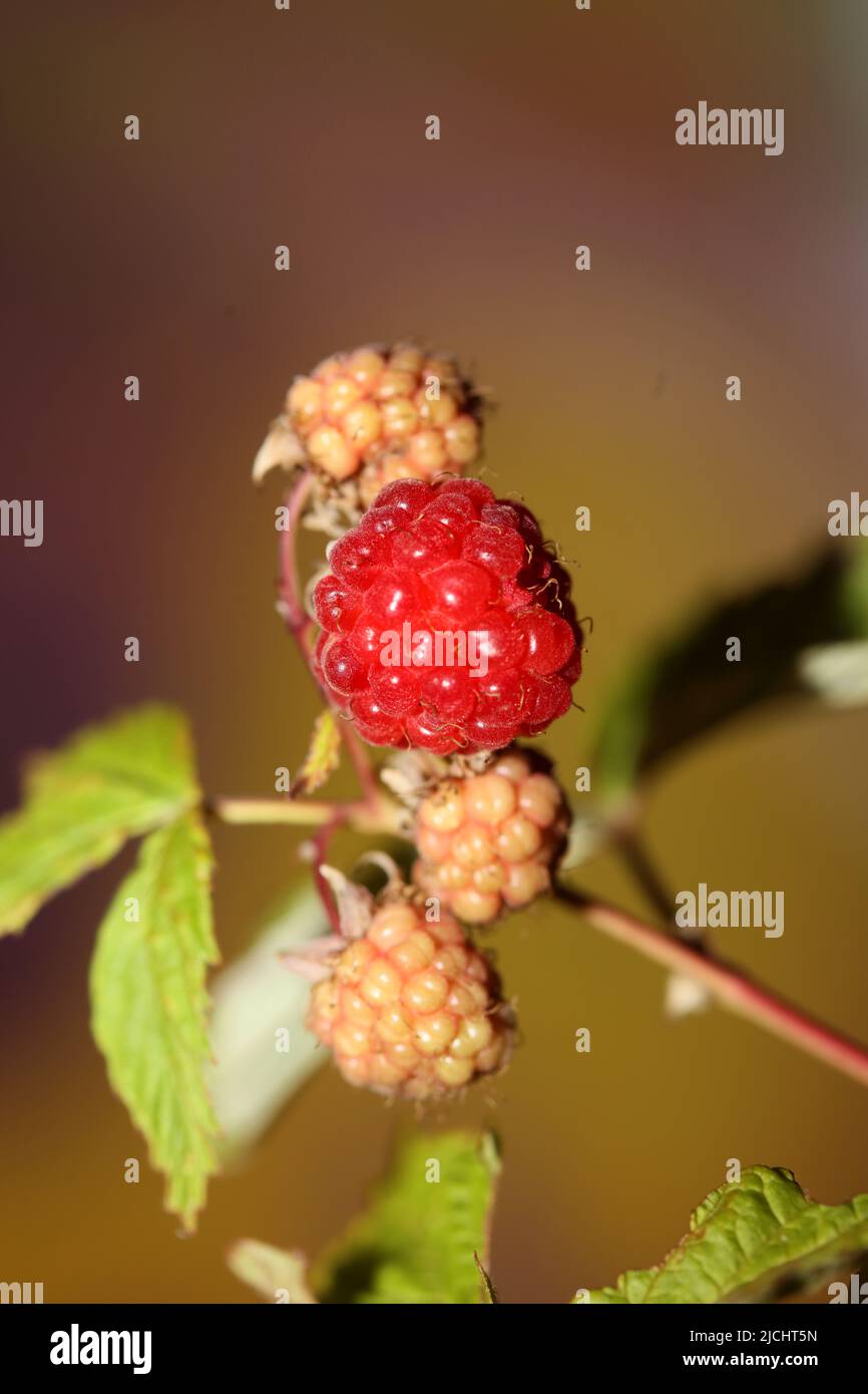 Wild red berry fruit close up modern botanical background rubus ...