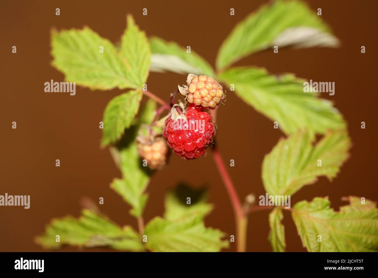 Wild red berry fruit close up modern botanical background rubus ...
