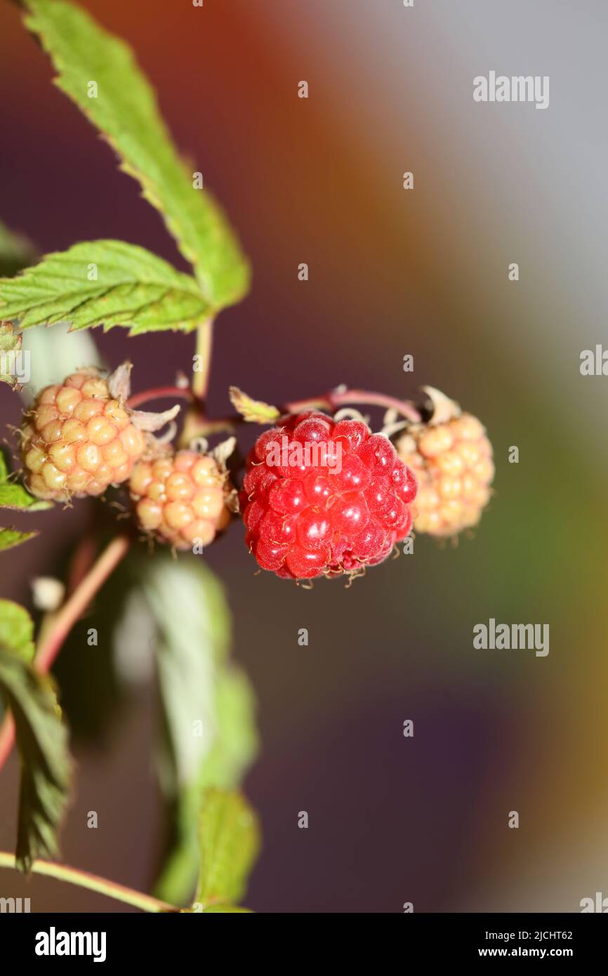 Wild red berry fruit close up modern botanical background rubus ...