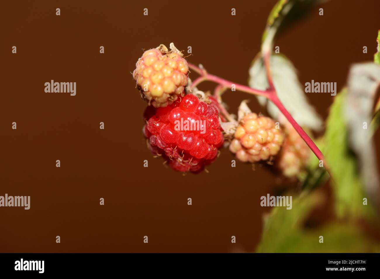 Wild red berry fruit close up modern botanical background rubus ...
