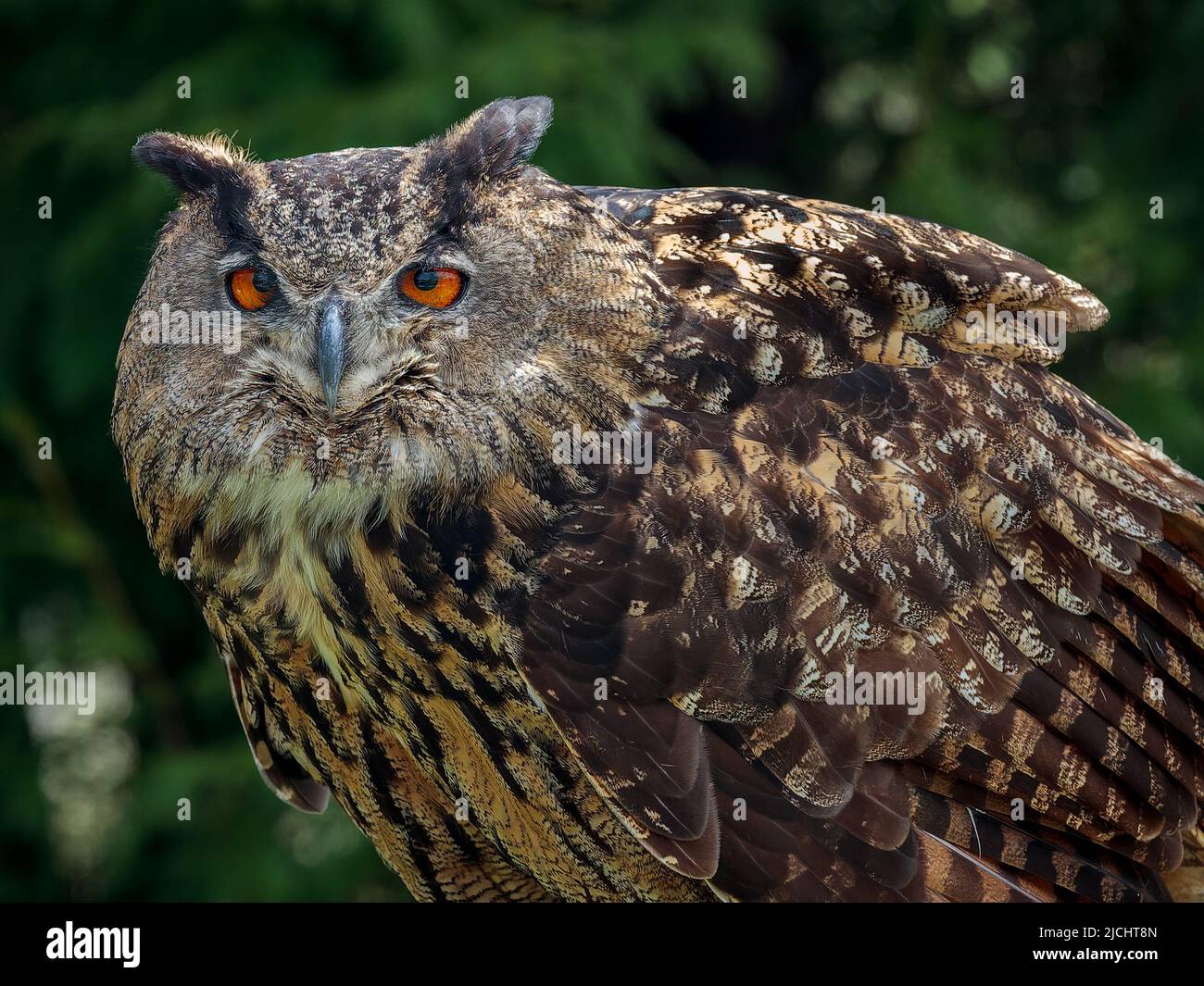 Portrait of buho hi-res stock photography and images - Alamy