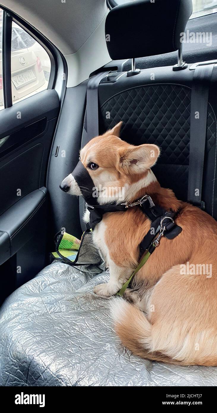 A cute corgi got tangled up in his seat belt while traveling in a car ...