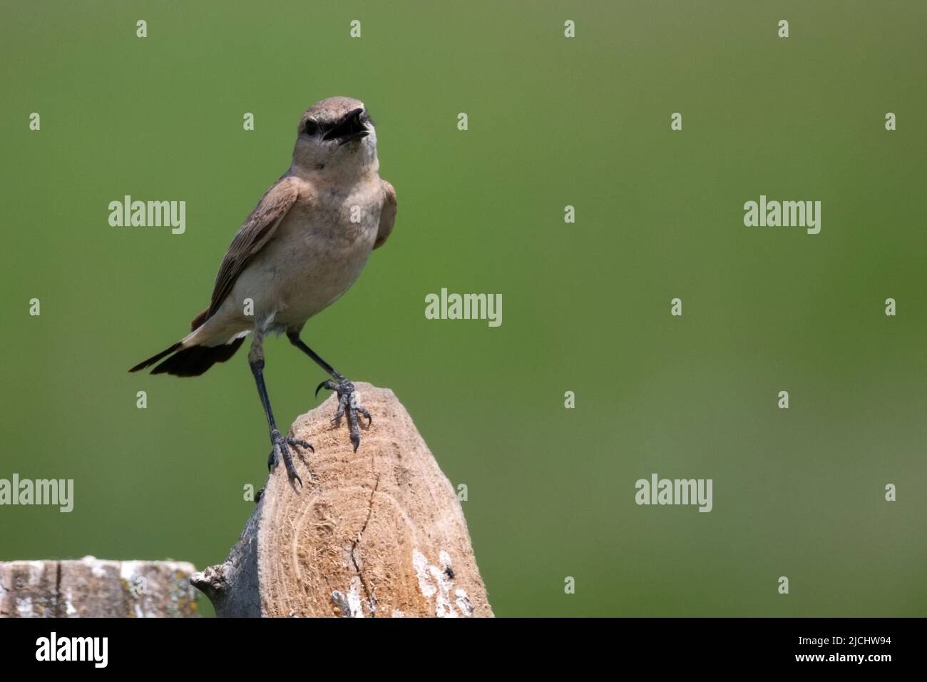 A side view profile of Isabelline Wheatear or Oenanthe isabellina Stock ...