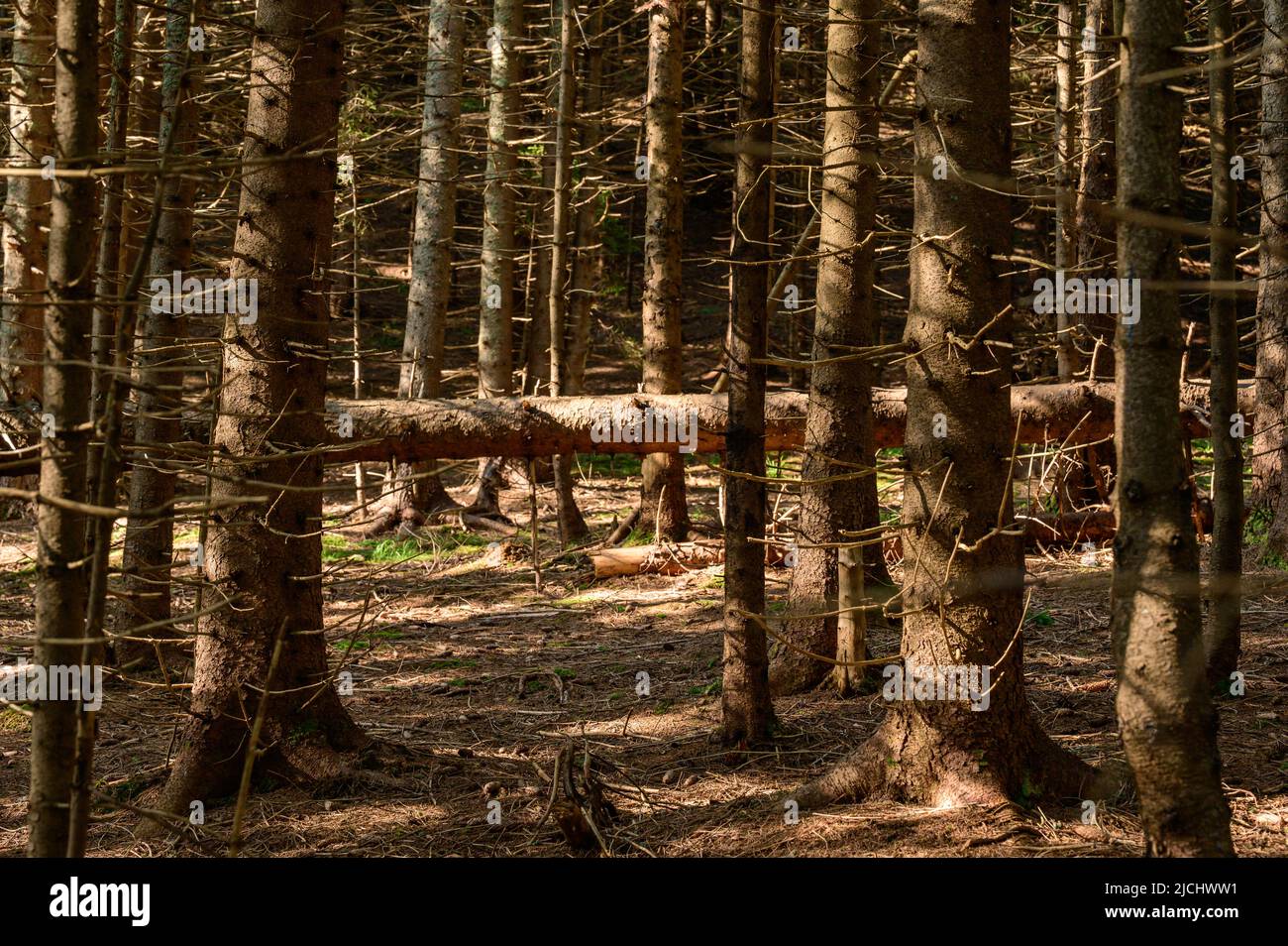 Trails in the Carpathian forests, hiking trails leading to the mountain ...