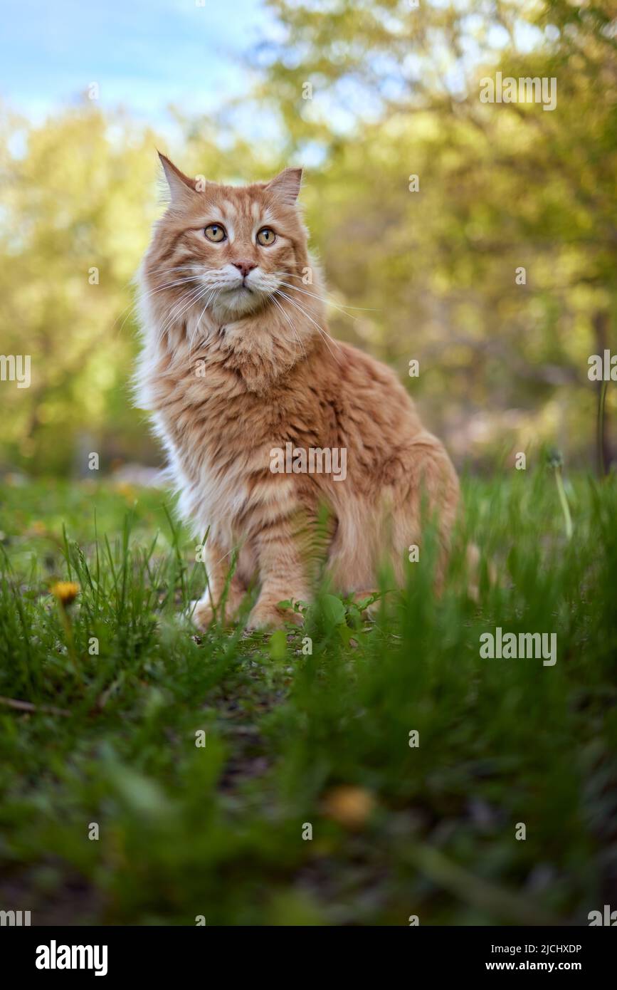 Lovely thoroughbred redhead kitten. Breed Kurilian Bobtail ...