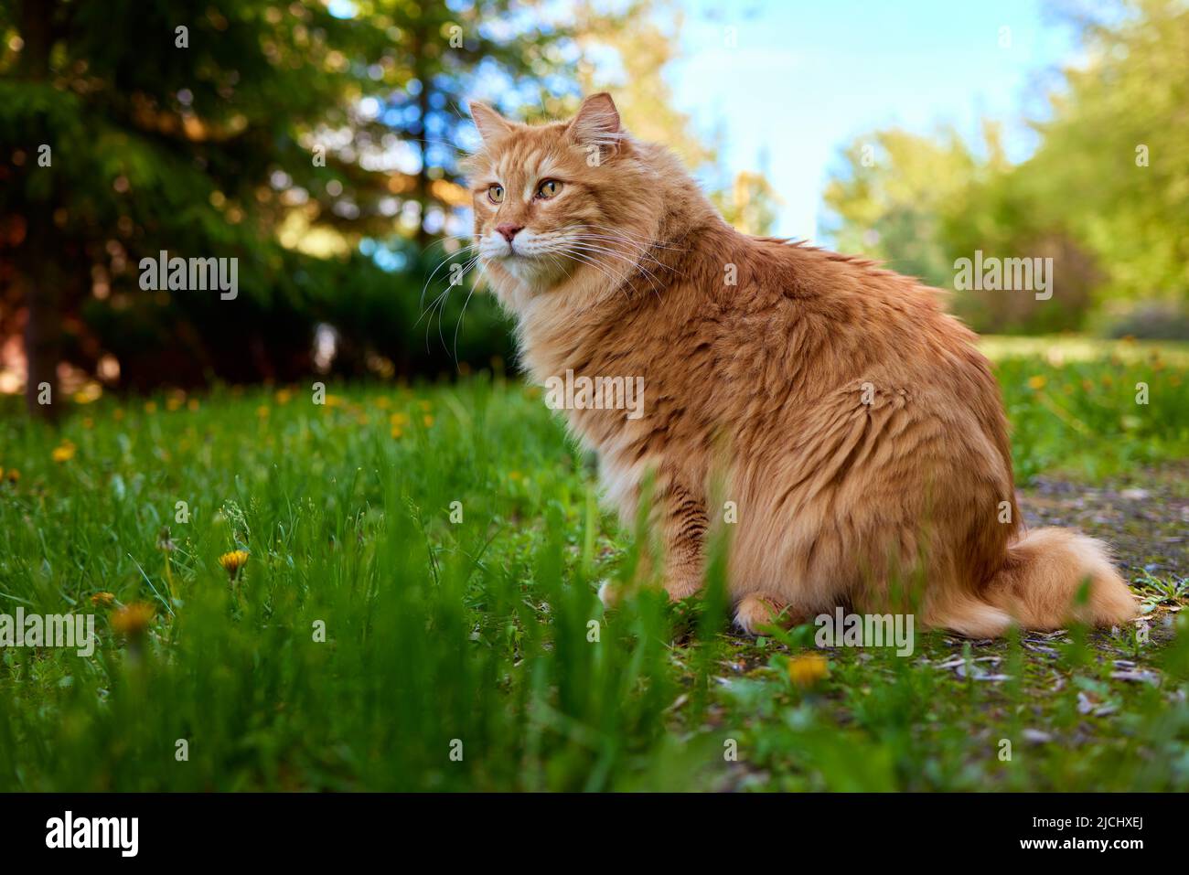 American bobtail cats hi-res stock photography and images - Alamy