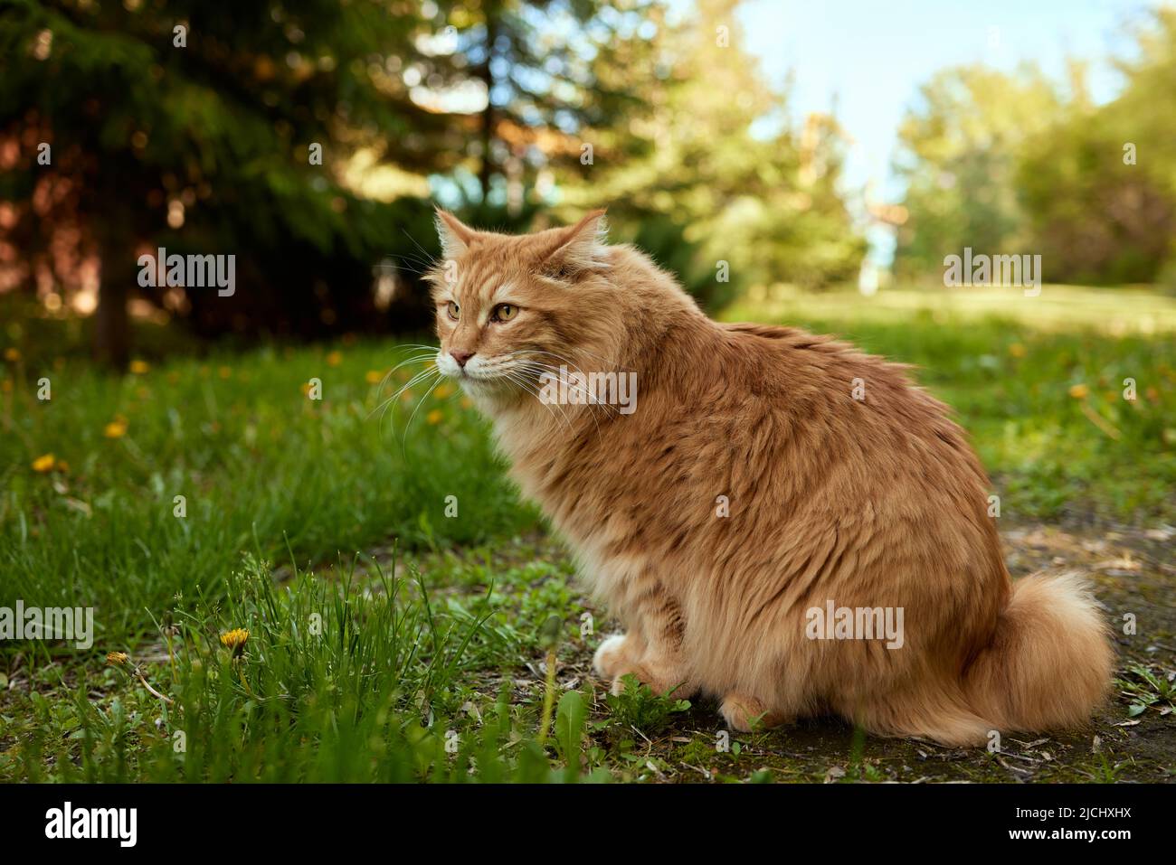 Orange American Bobtail Cat