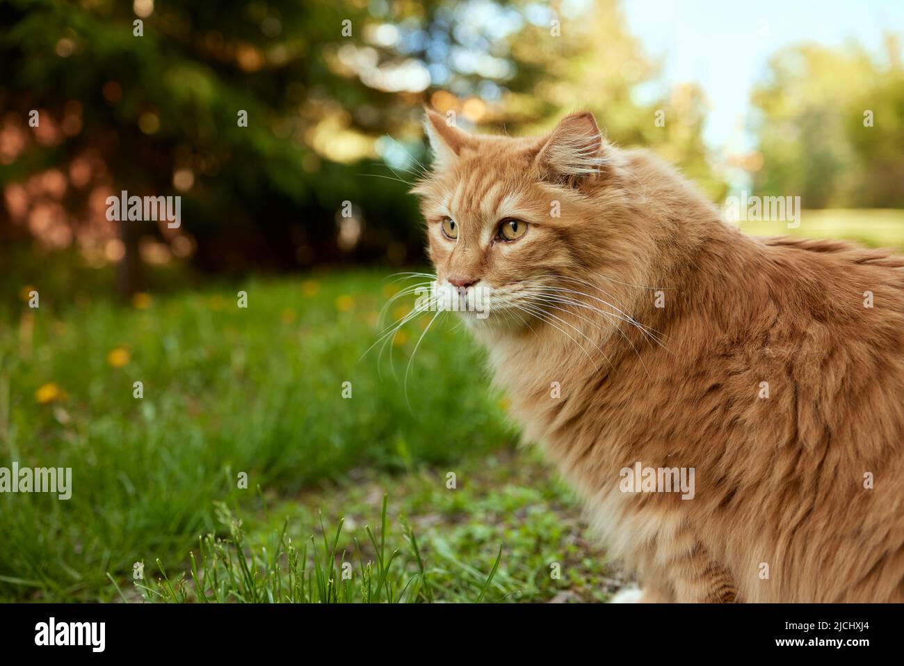 Lovely thoroughbred redhead kitten. Breed Kurilian Bobtail ...