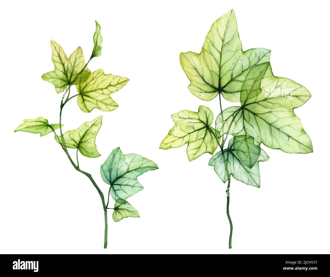 Watercolor English ivy branches. Fresh grape leaves. Transparent tree ...