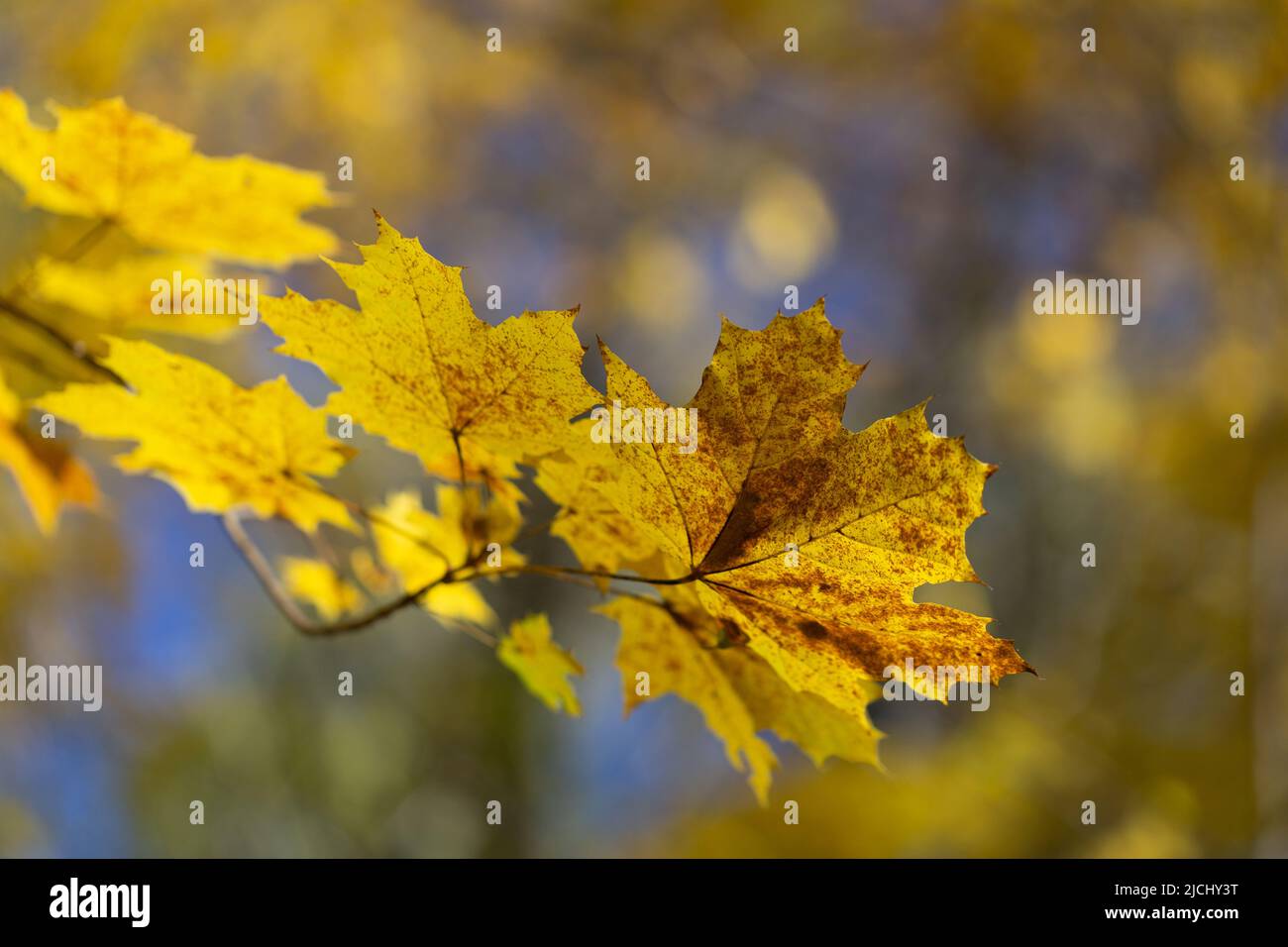 A yellow maple leaf in autumn on a tree branch against a blue sky ...