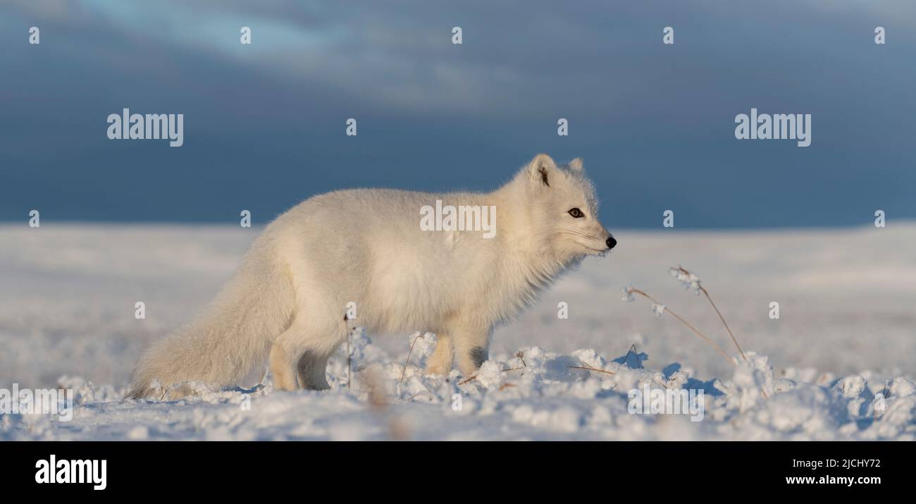 Wild arctic fox (Vulpes Lagopus) in tundra in winter time. White arctic ...