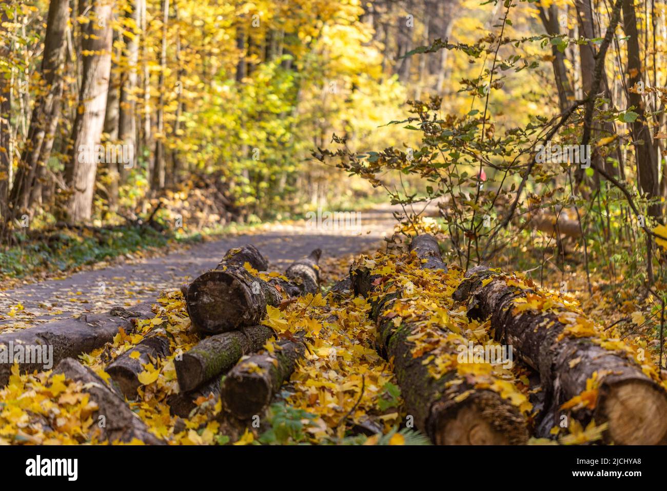 Sawn down old tree trunks next to the path in the autumn park. Sunny ...